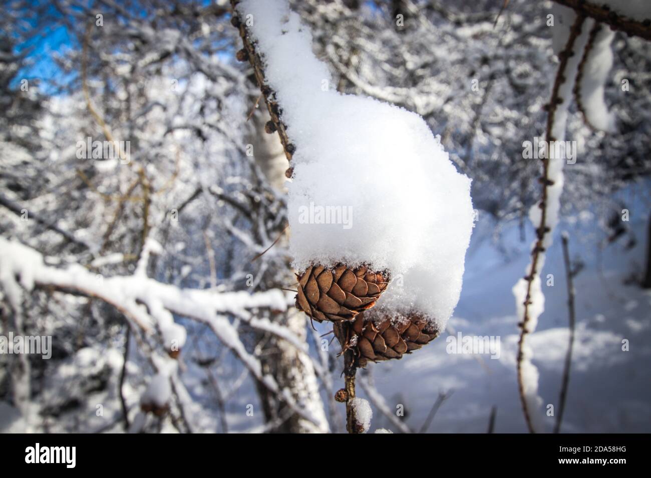 Winter in the Mountains. Beautiful alpine scenery from a forest walk in ...