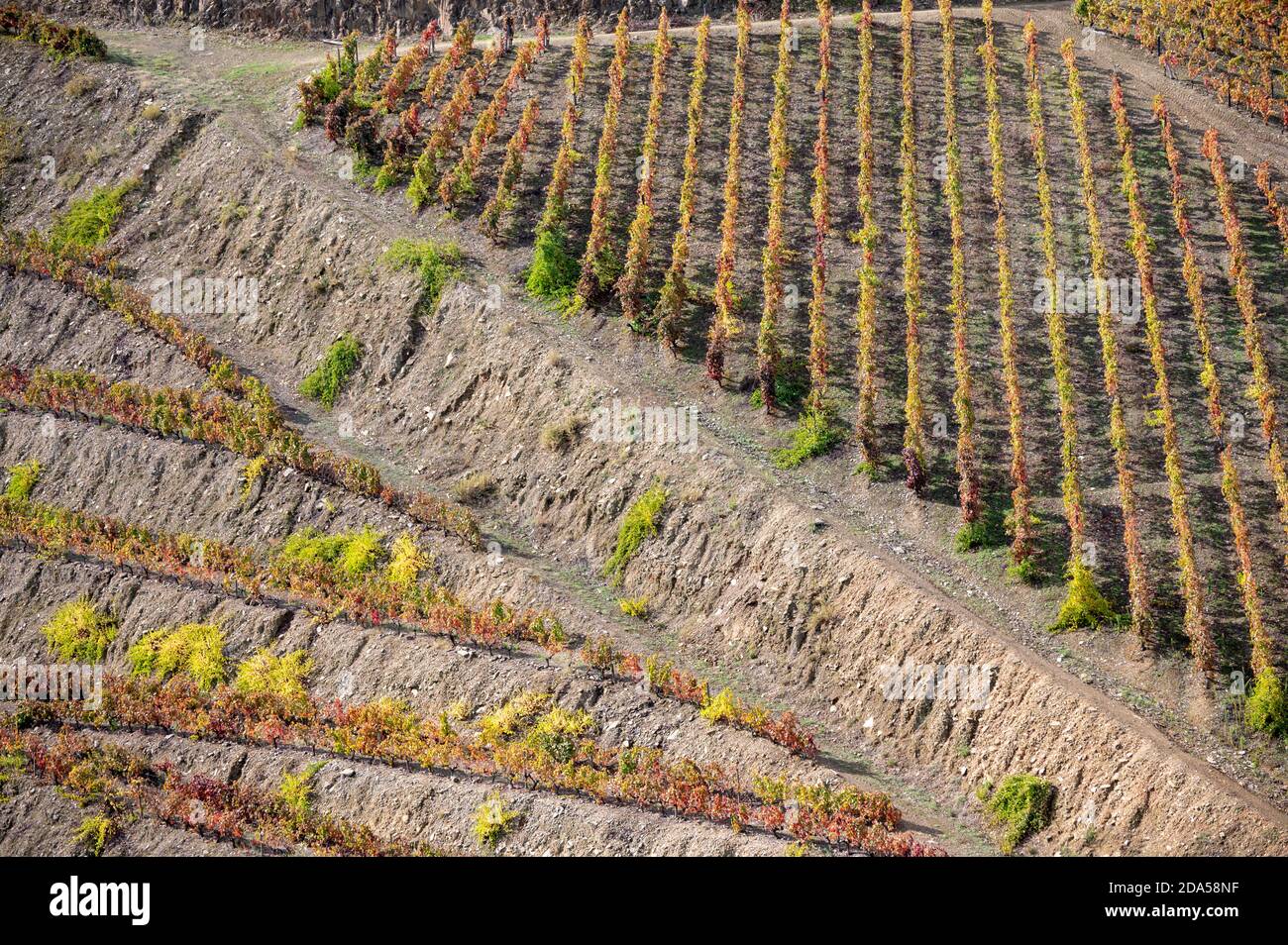 Colorful autumn landscape of oldest wine region in world Douro valley ...