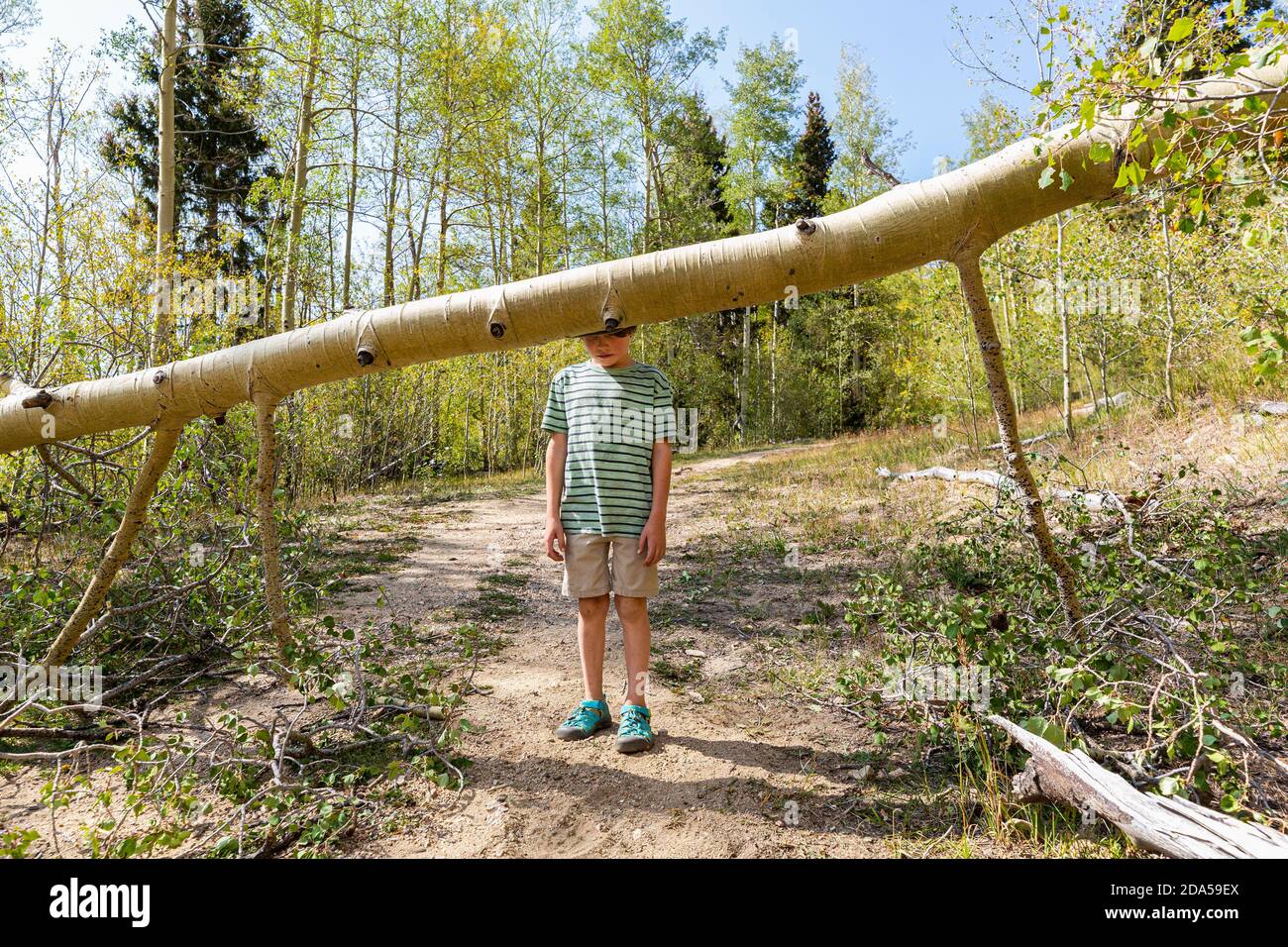 7 year old boy looking at fallen tree in forest of Aspen trees Stock ...