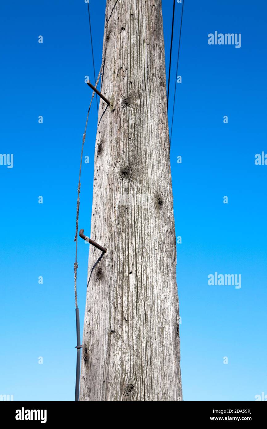Telegraph pole, worn wooden post with metal nails Stock Photo - Alamy