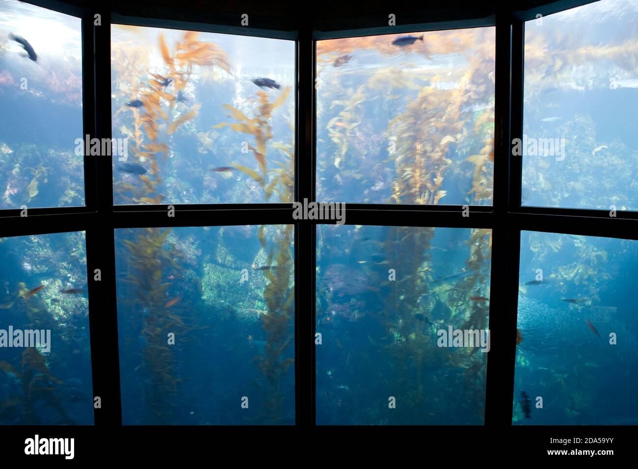 View through an aquarium window, underwater, fish and plants Stock ...