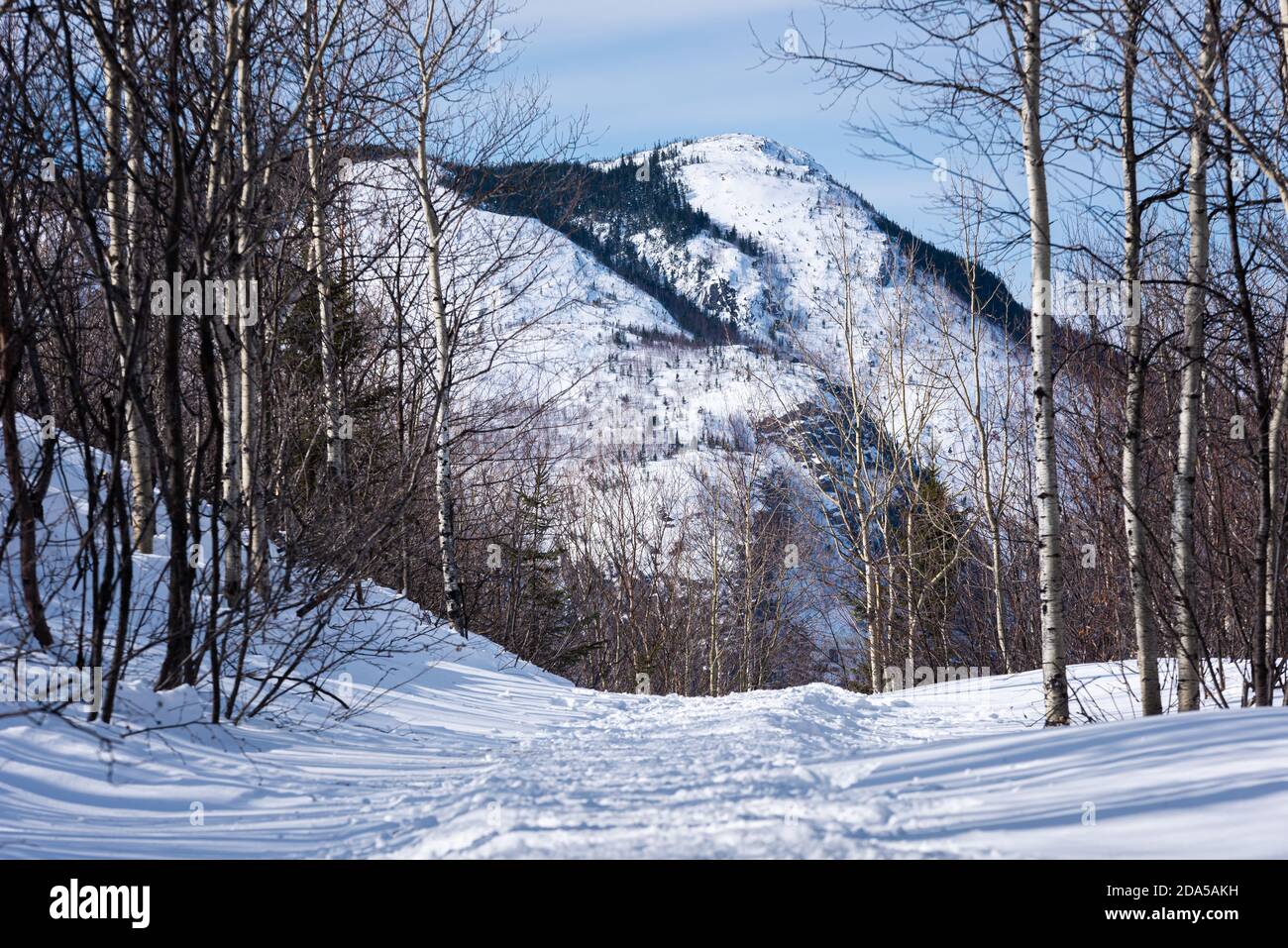 Winter trail in the Grands Jardins national park (SEPAQ), Quebec ...