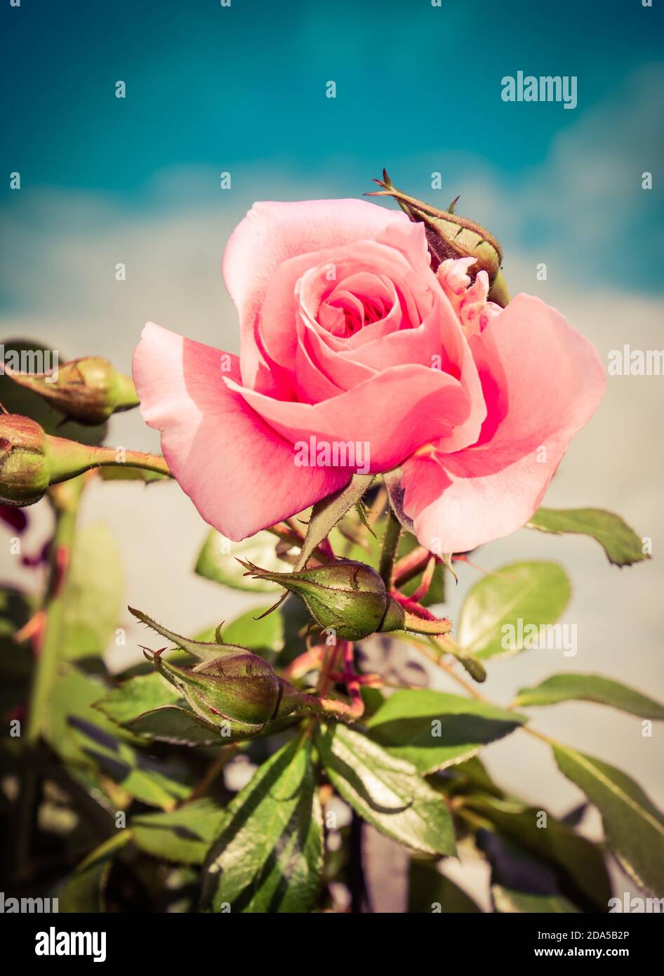 An uplifting view of a single fully bloomed Queen Elizabeth pink rose ...