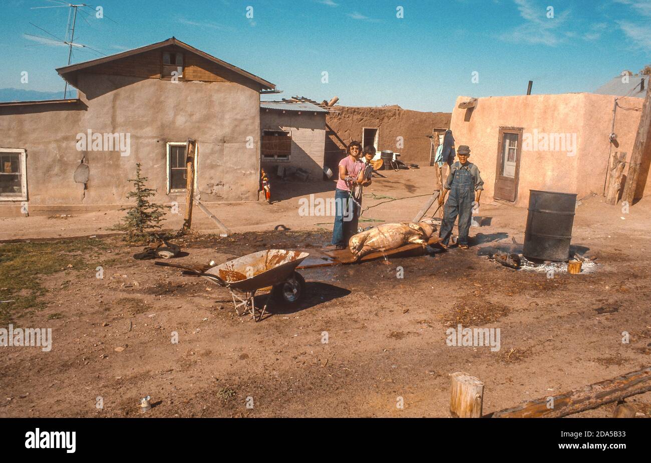 A slaughtered pig being hosed down Stock Photo - Alamy