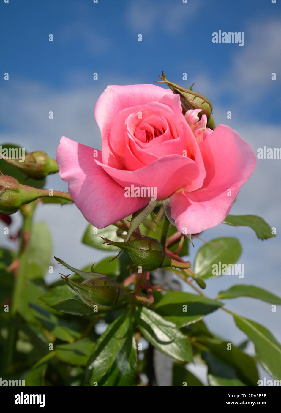 An uplifting view of a single fully bloomed Queen Elizabeth pink rose ...