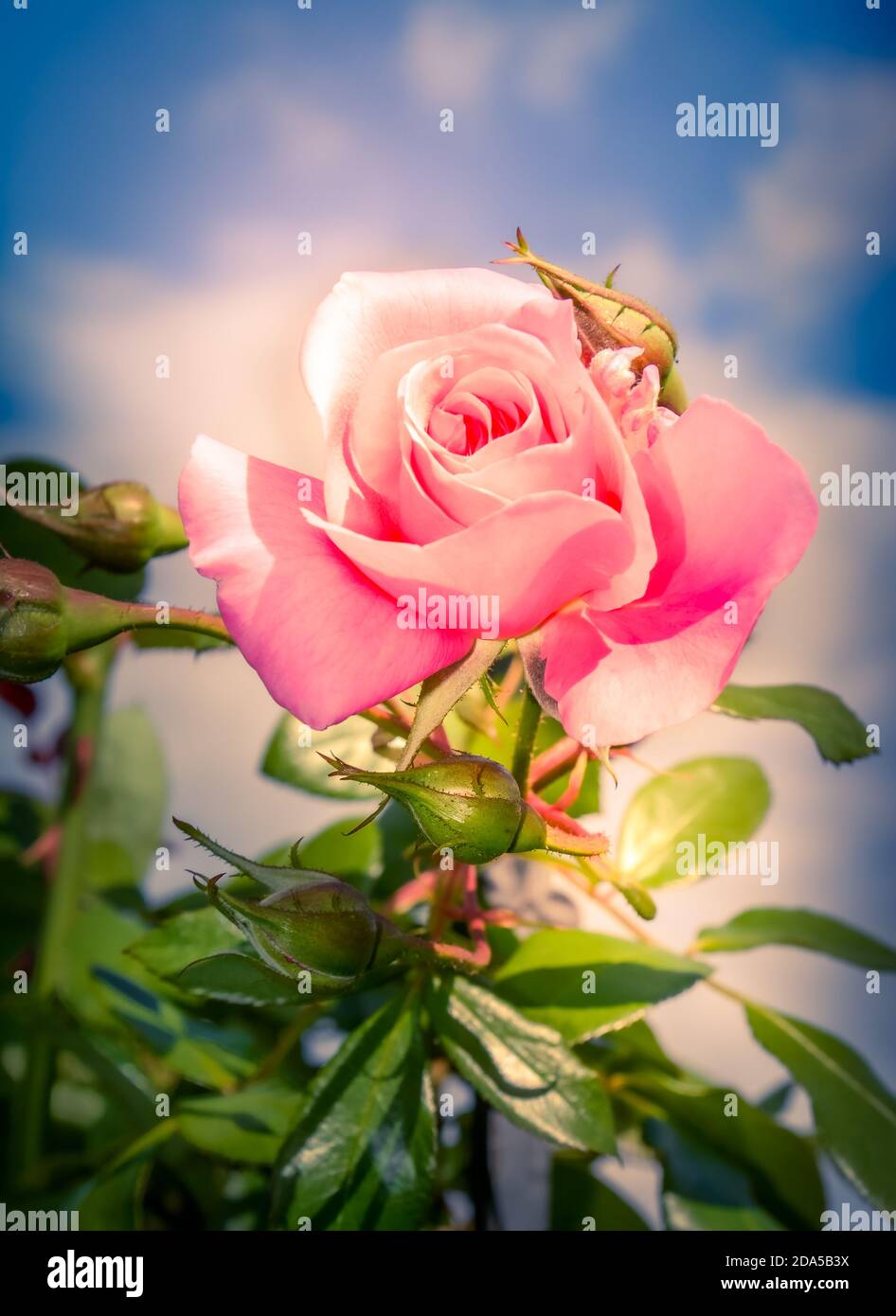 An uplifting view of a single fully bloomed Queen Elizabeth pink rose ...