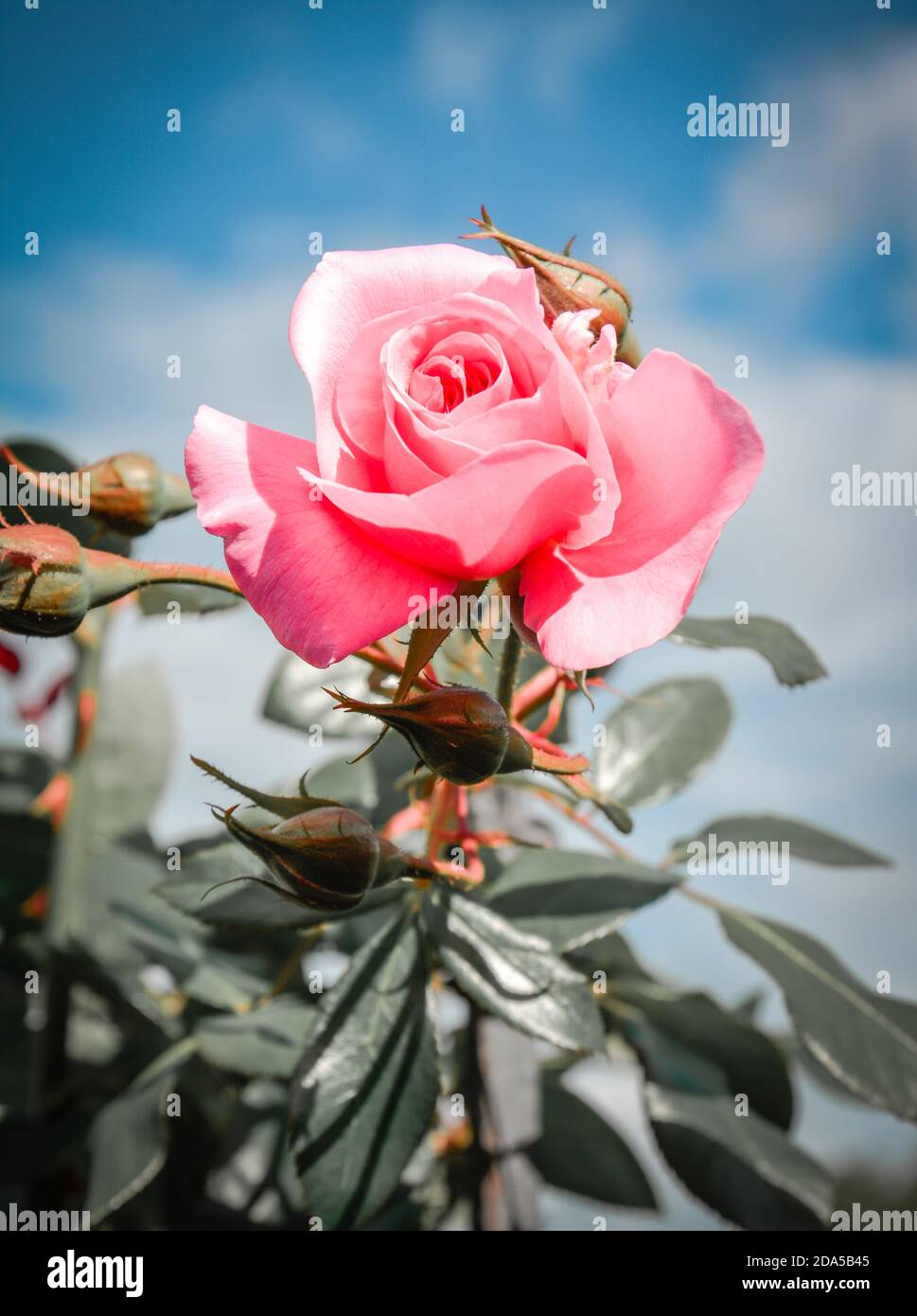 An uplifting view of a single fully bloomed Queen Elizabeth pink rose ...