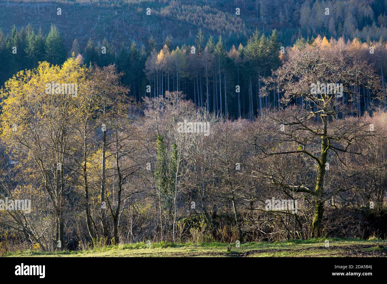 Forest in Autumn at Strathyre, Scotland Stock Photo - Alamy