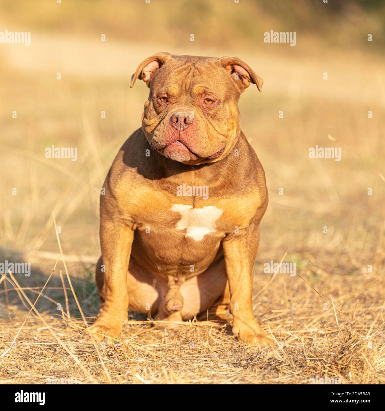 American bully brown dog hi-res stock photography and images - Alamy