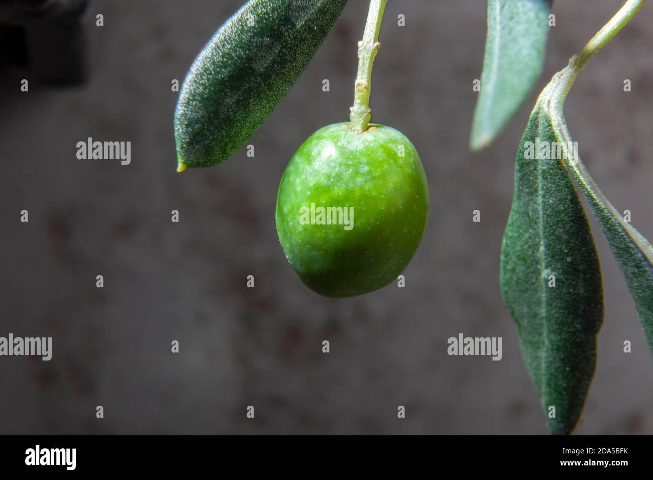 Olive Tree Garden High Resolution Stock Photography and Images - Alamy