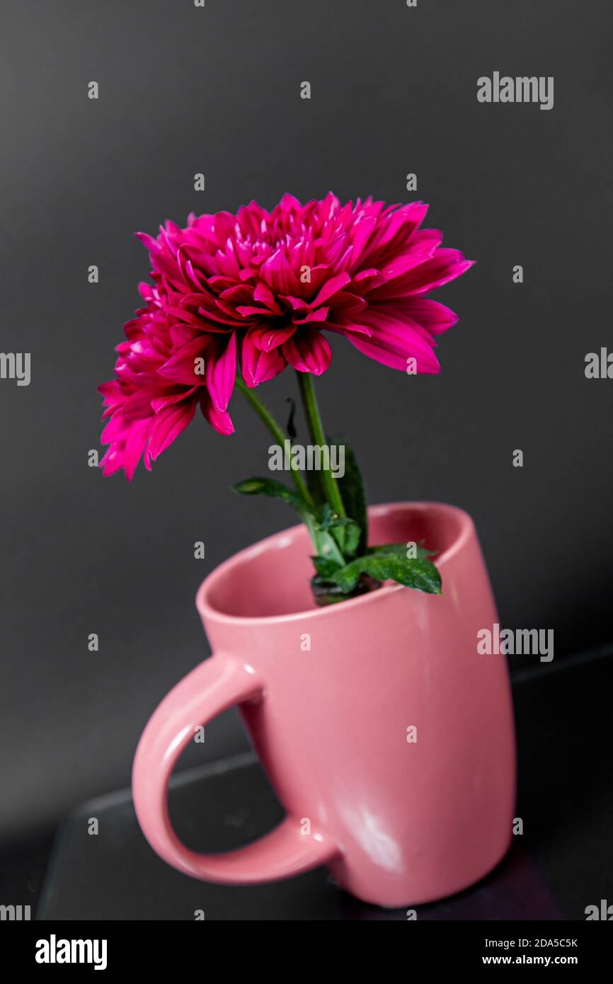 Pink pot flower hi-res stock photography and images - Alamy