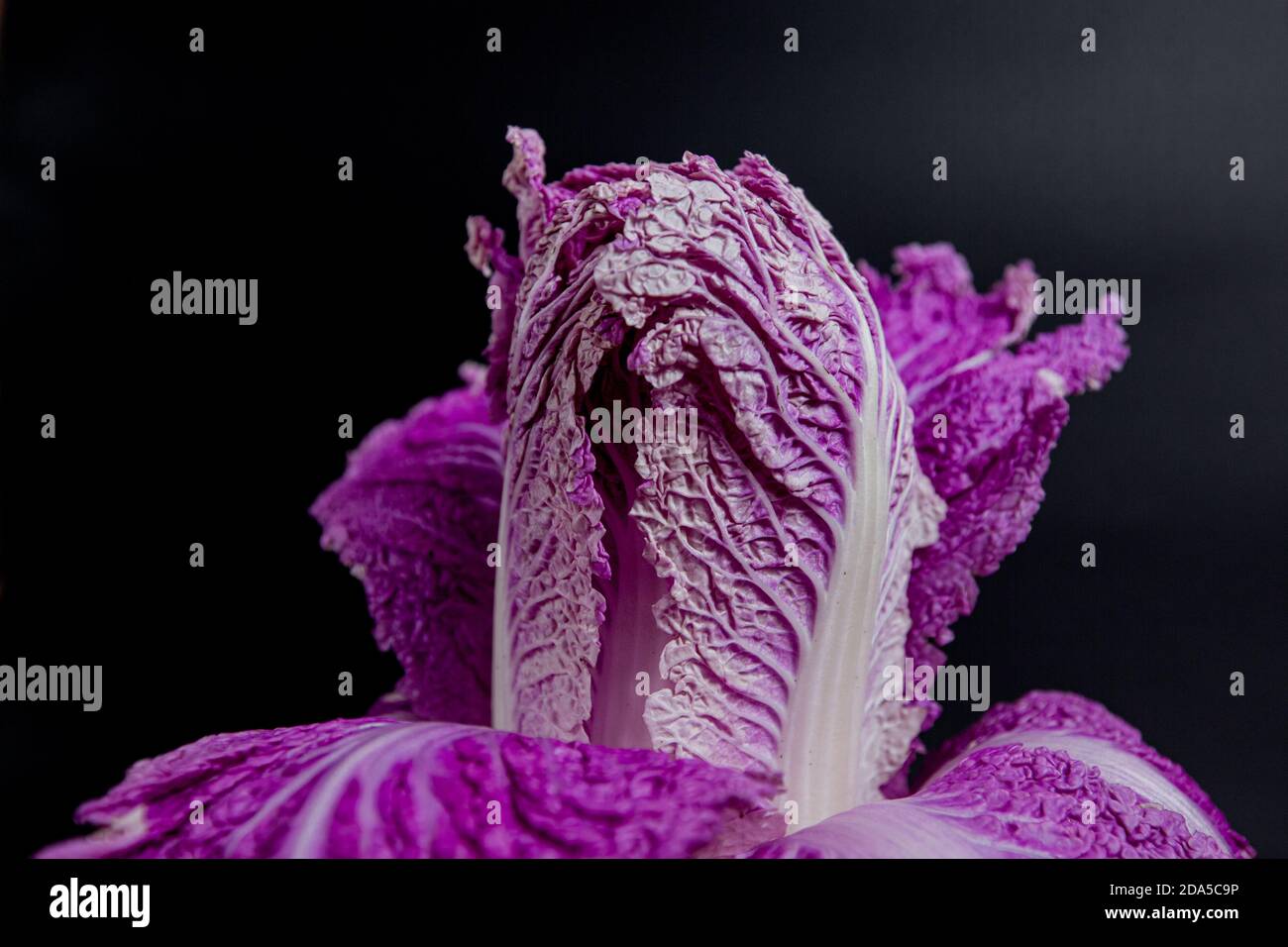 purple chinese cabbage on black background Stock Photo - Alamy
