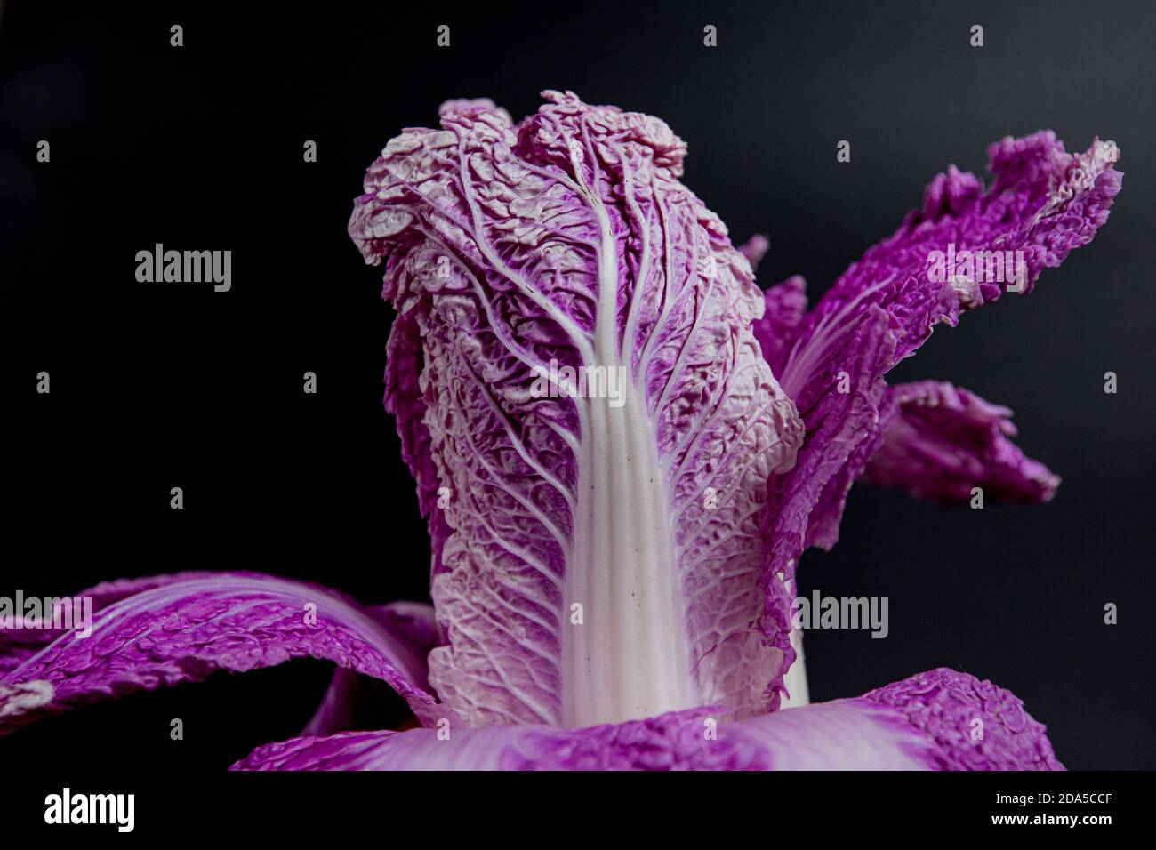 purple chinese cabbage on black background Stock Photo - Alamy