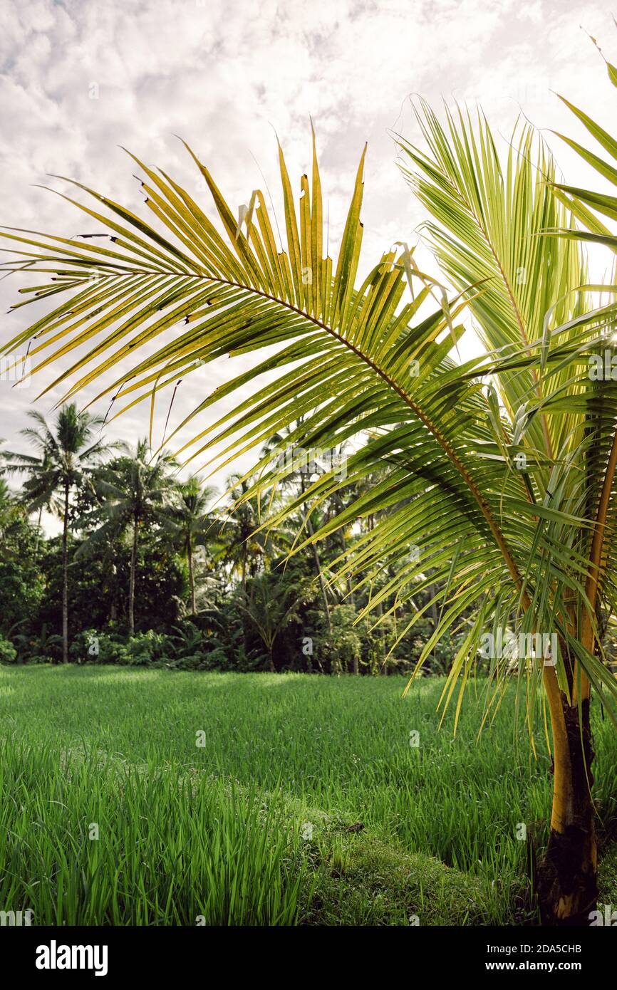 Wild nature in Bali, Indonesia and rice fields Stock Photo - Alamy