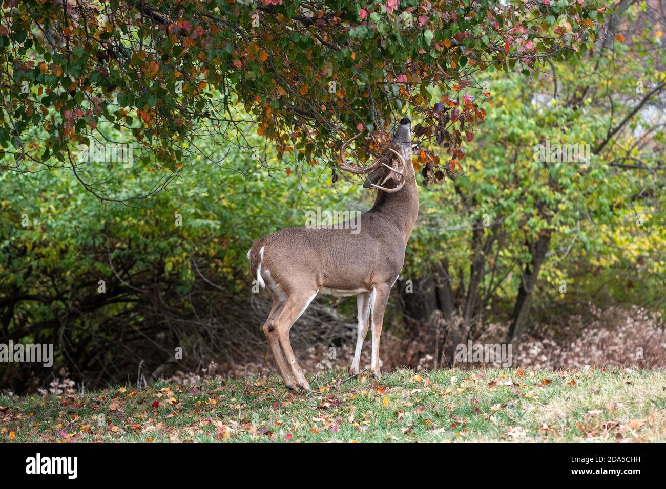 Buck marking hi-res stock photography and images - Alamy