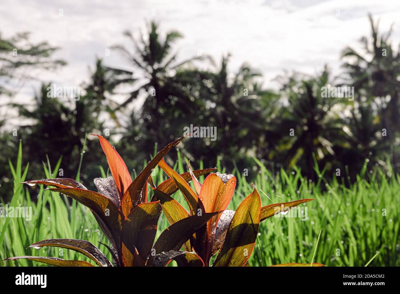 Wild nature in Bali, Indonesia and rice fields Stock Photo - Alamy