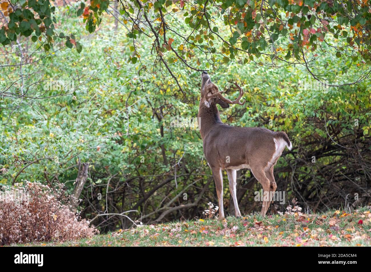 Buck whitetail deer rubbing antlers hi-res stock photography and images ...