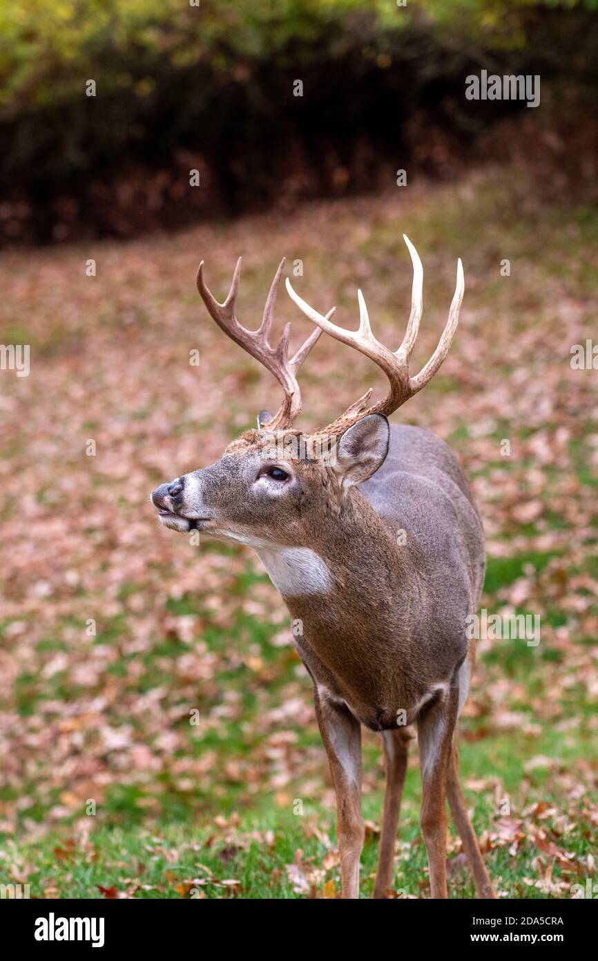 White-tailed deer buck lip curl during rut in fall Stock Photo - Alamy