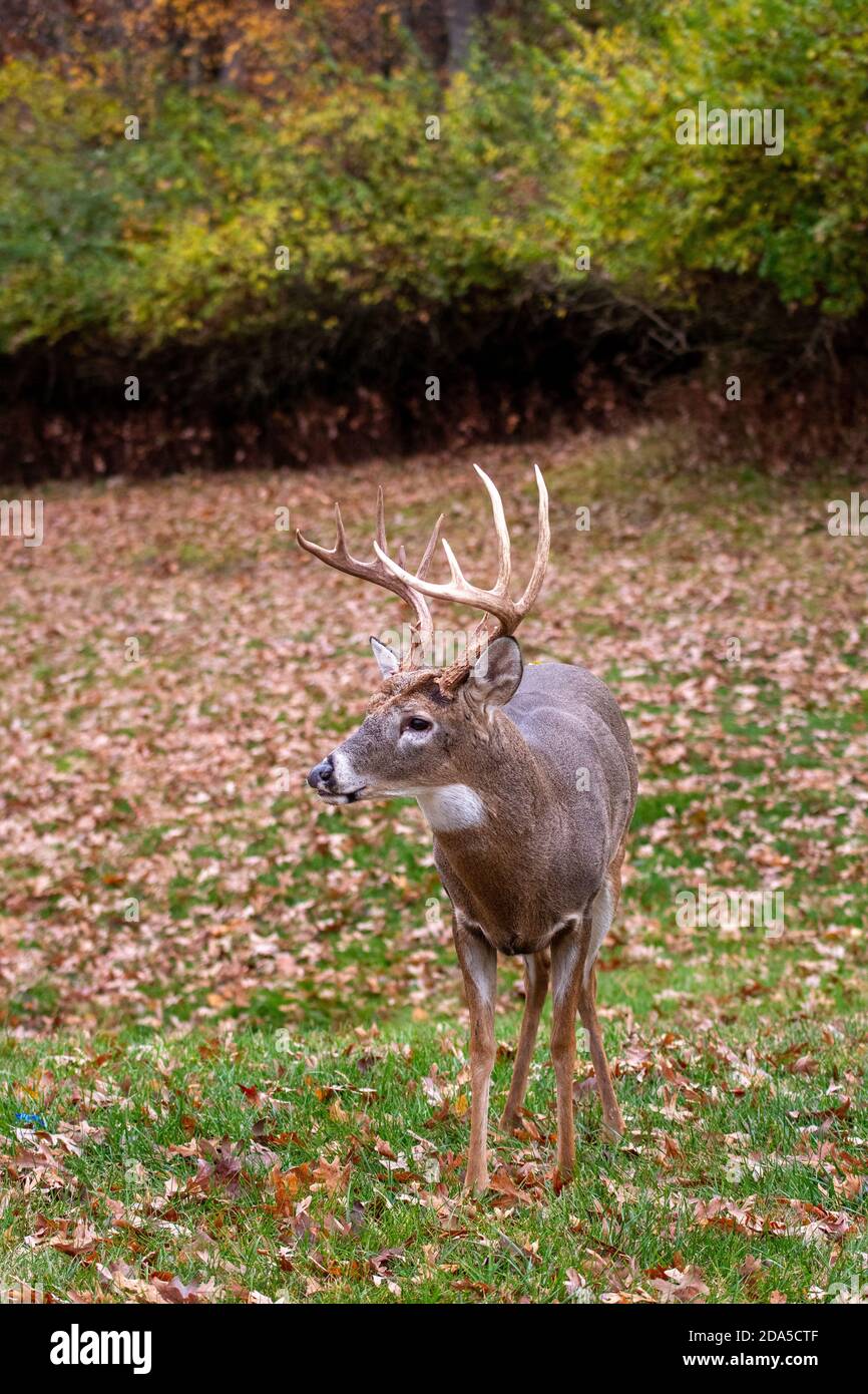 White-tailed deer buck lip curl during rut in fall Stock Photo - Alamy