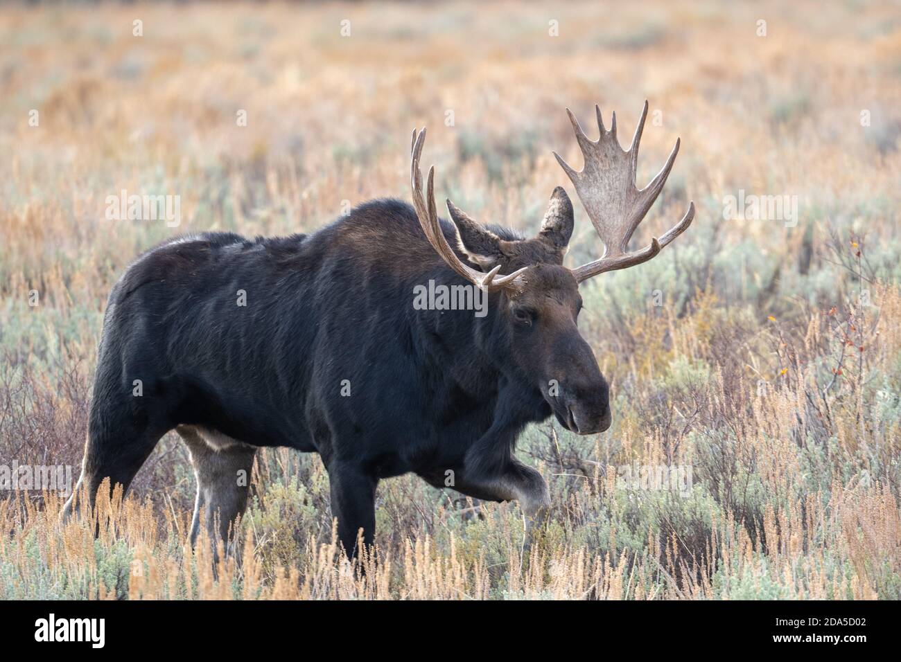 Bull male moose walking through hi-res stock photography and images - Alamy