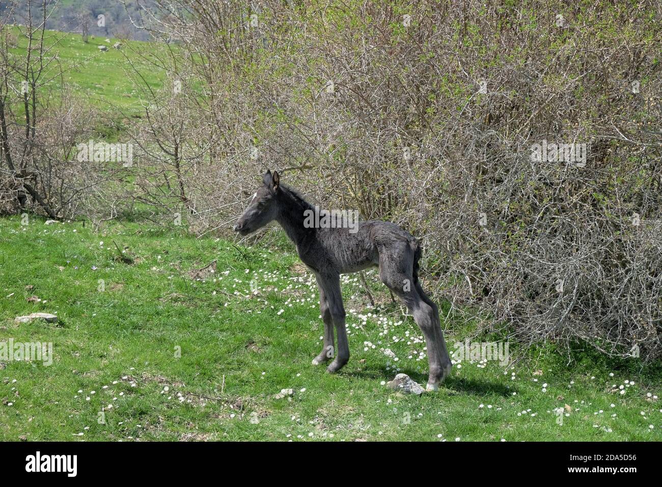wild baby colt in Nebrodi Park, Sicily Stock Photo - Alamy