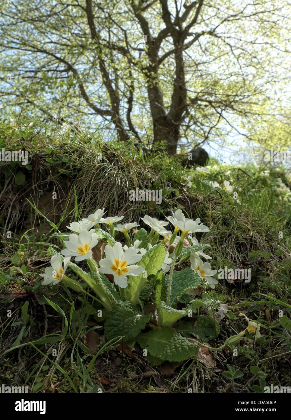 bunch of wild primrose in woods of Nebrodi Park, Sicily Stock Photo - Alamy