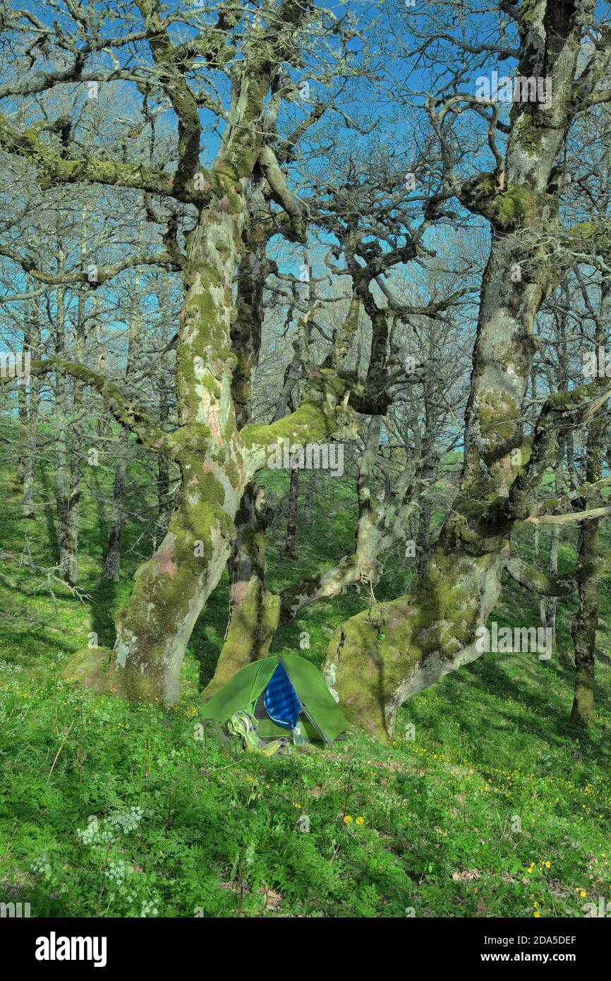 green tent under secular oak trees in Malabotta Wood, Sicily Stock ...