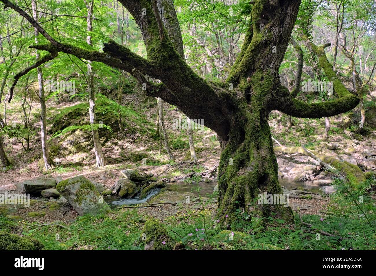 gnarled old big tree moss covered in Malabotta Wood, Sicily Stock Photo ...