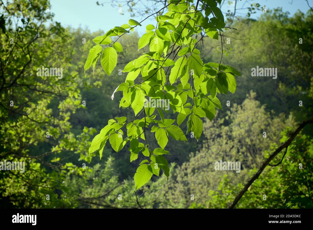 beech leaves in sunshine backlit, Sicily Stock Photo - Alamy