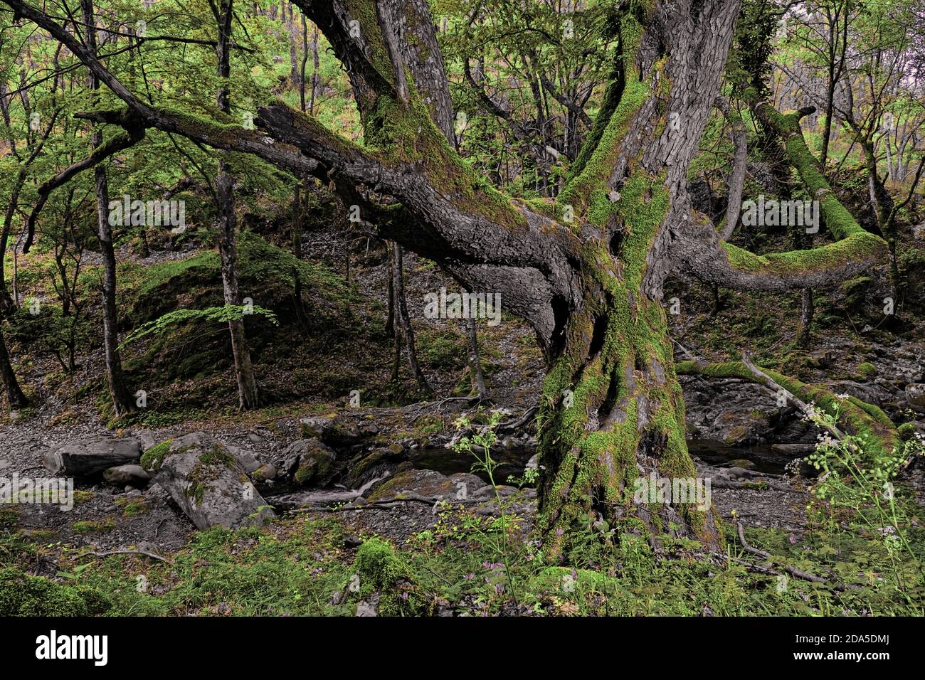 gnarled old big tree moss covered in Malabotta Wood, Sicily (selective ...