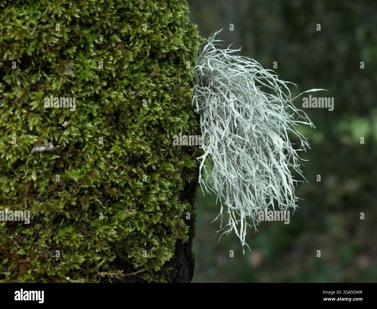Old Man's Beard (Usnea) on tree moss in Etna Park, Sicily Stock Photo ...