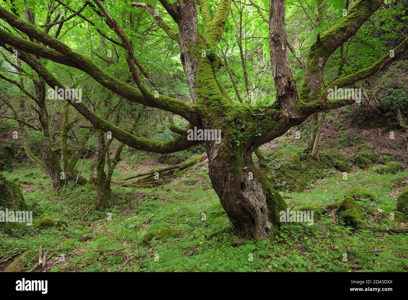 gnarled old big tree moss covered in Malabotta Wood, Sicily Stock Photo ...