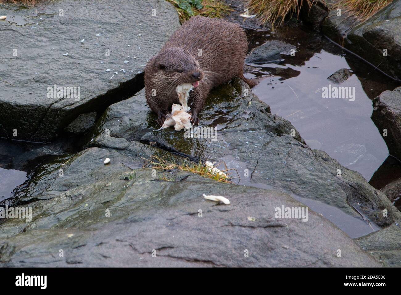 Fish along the norwegian coast hi-res stock photography and images - Alamy