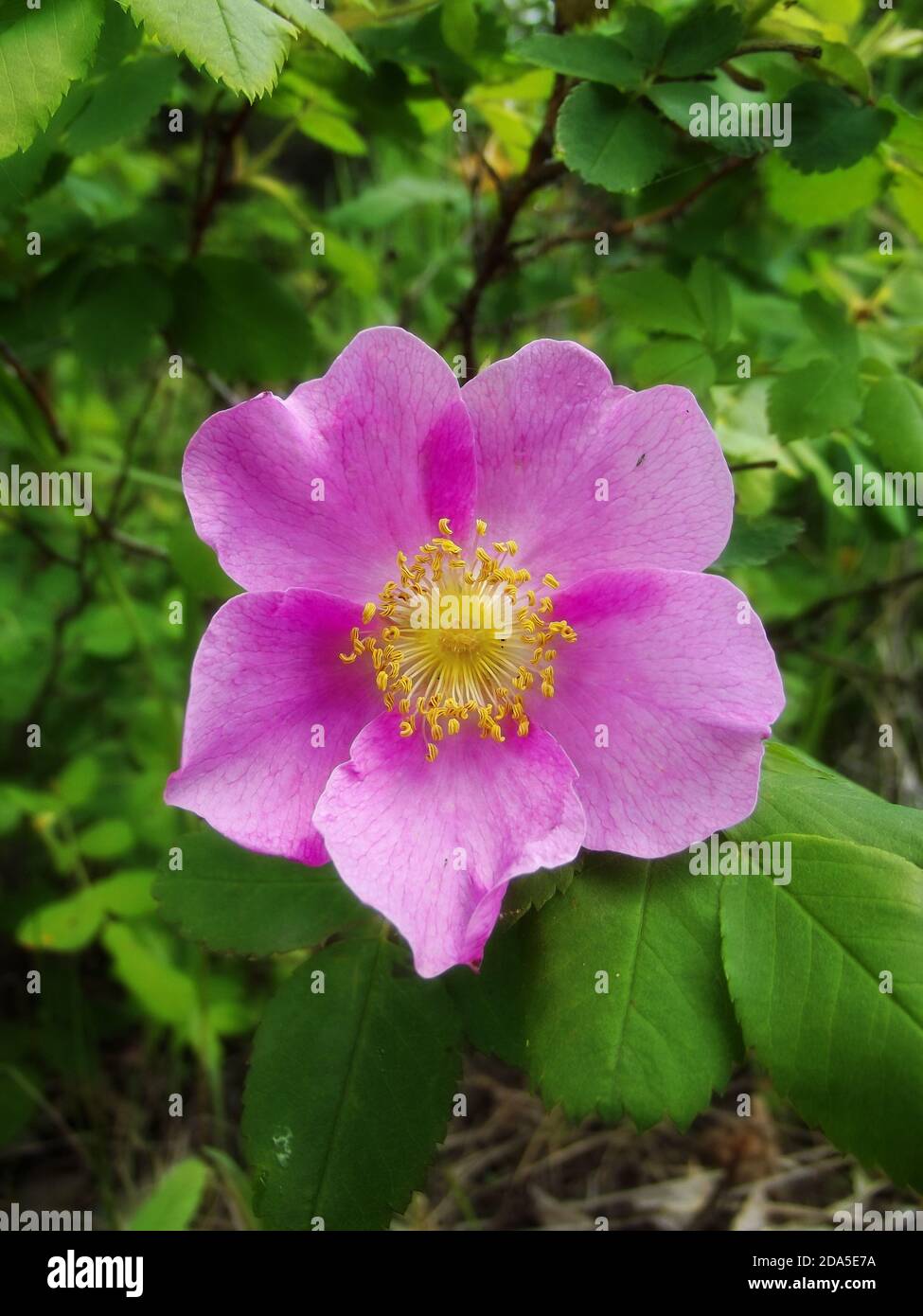 Prickly Wild Rose Stock Photo - Alamy