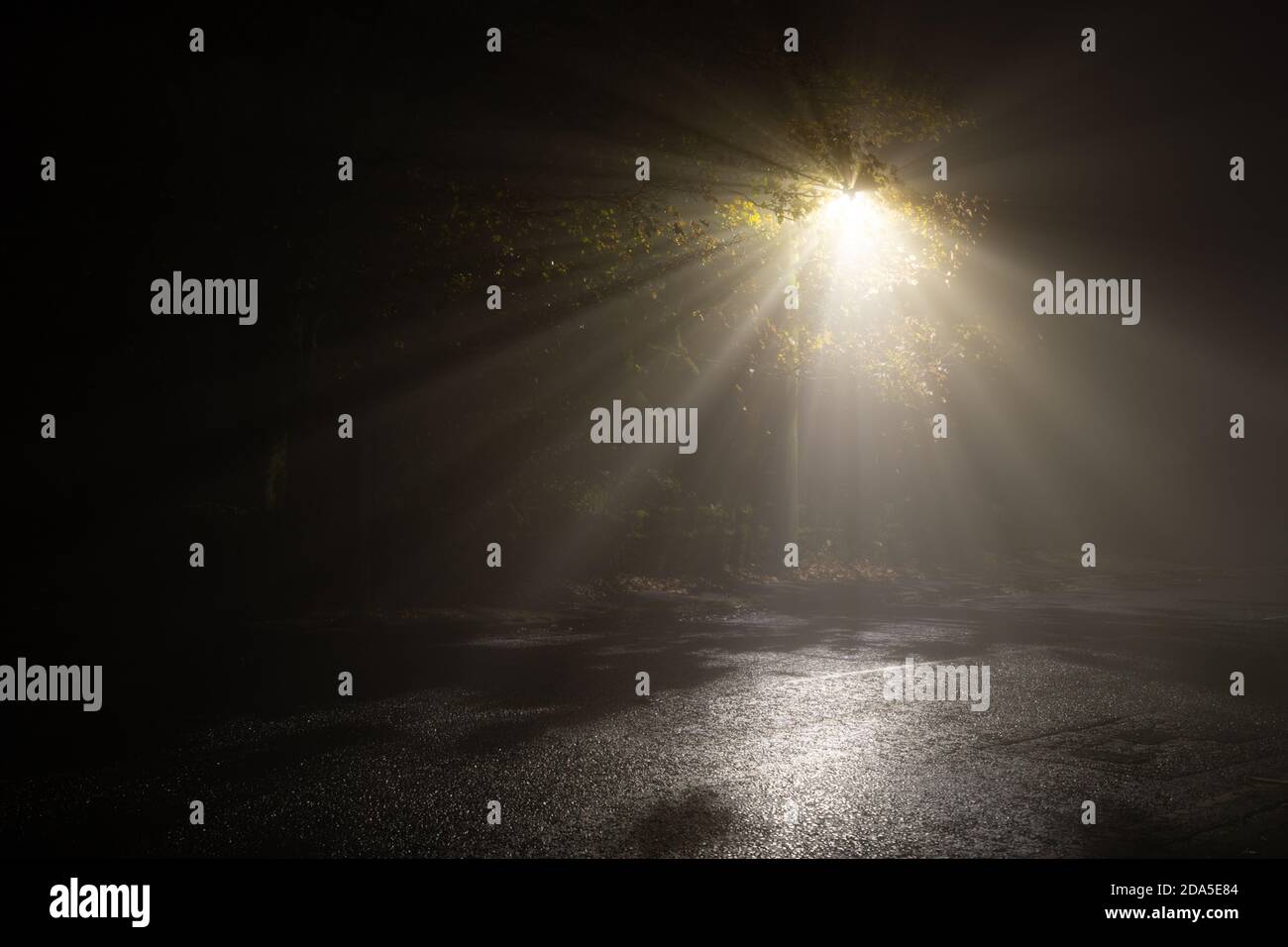 Rays of light from an LED street lamp shining through leaves on a foggy ...