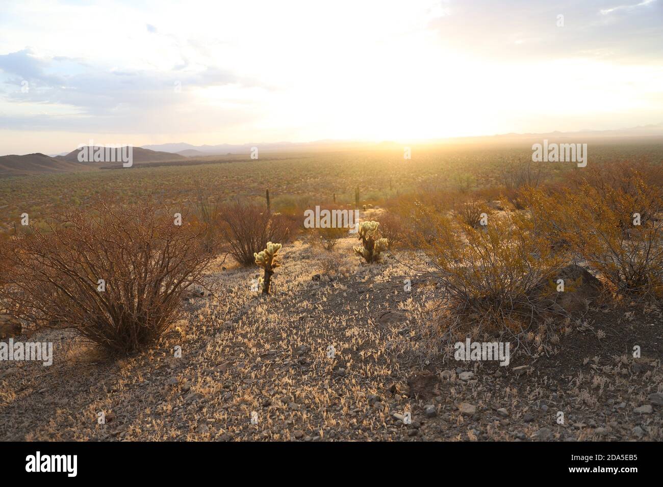 Sonoran Desert in the highlands of the El Pinacate Biosphere Reserve ...