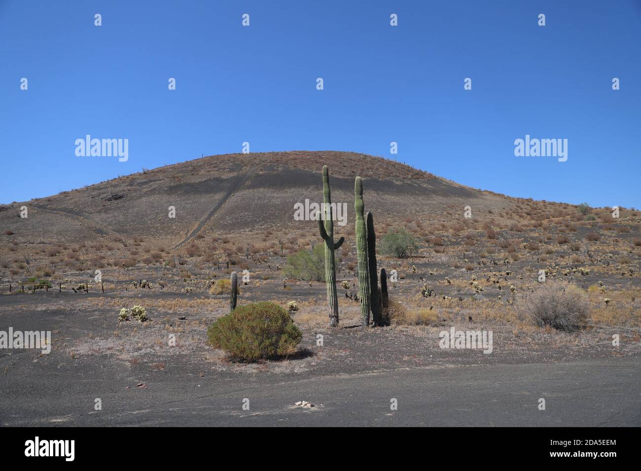 Sonoran Desert in the highlands of the El Pinacate Biosphere Reserve ...