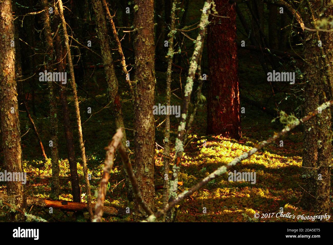 One lone red tree Stock Photo - Alamy