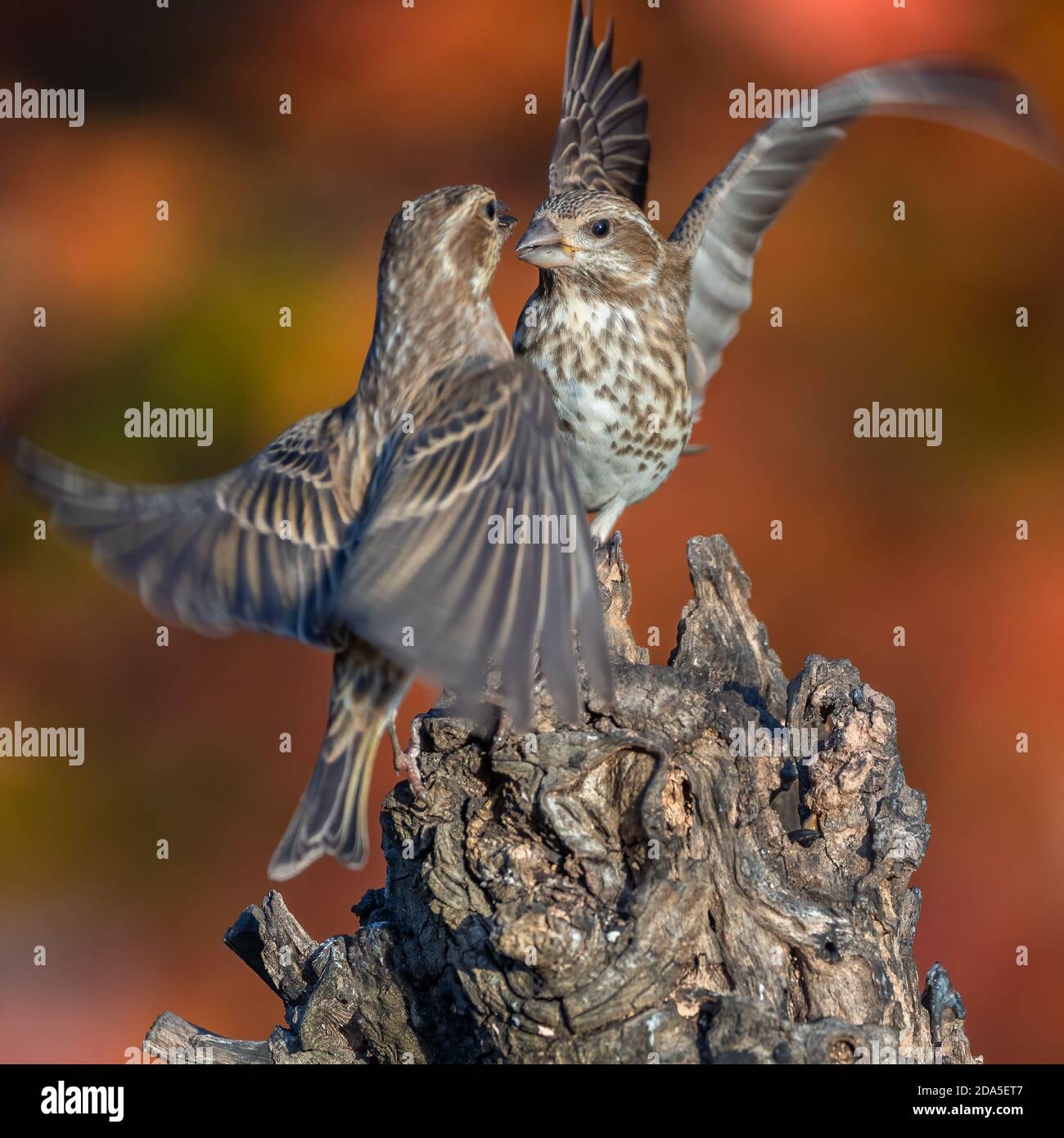 Finches hi-res stock photography and images - Alamy