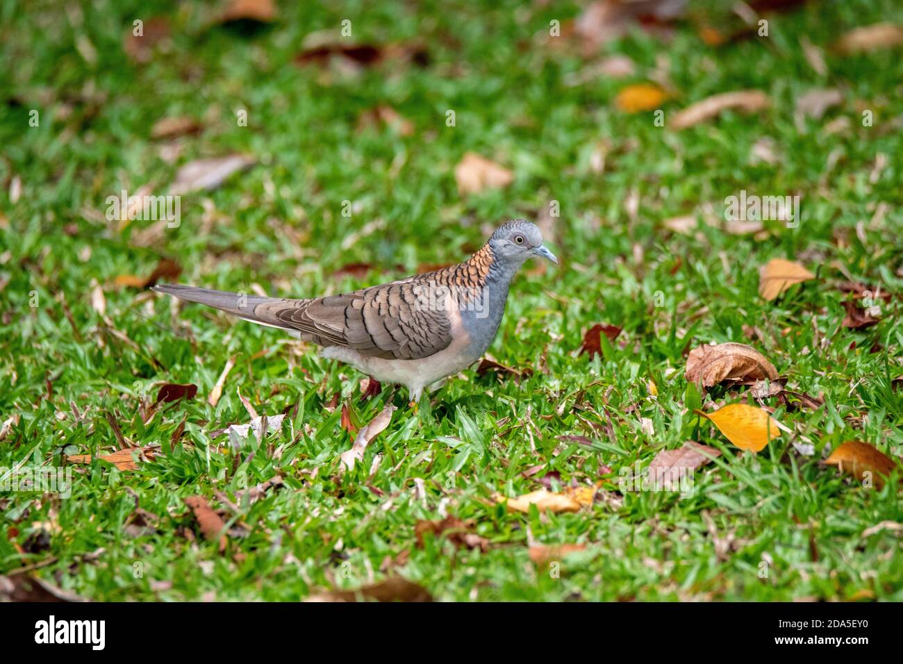 Bar-shouldered Dove Geopelia humeralis Kingfisher Park Birdwatchers ...