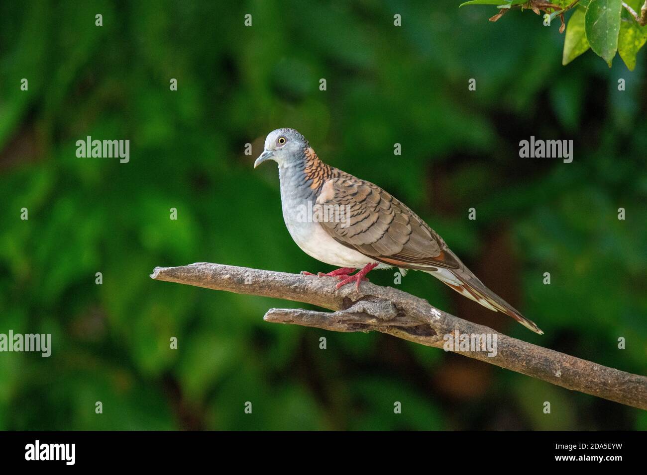 Bar-shouldered Dove Geopelia humeralis Kingfisher Park Birdwatchers ...