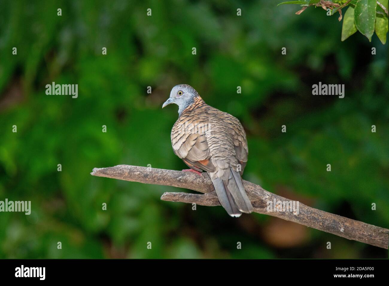 Bar-shouldered Dove Geopelia humeralis Kingfisher Park Birdwatchers ...