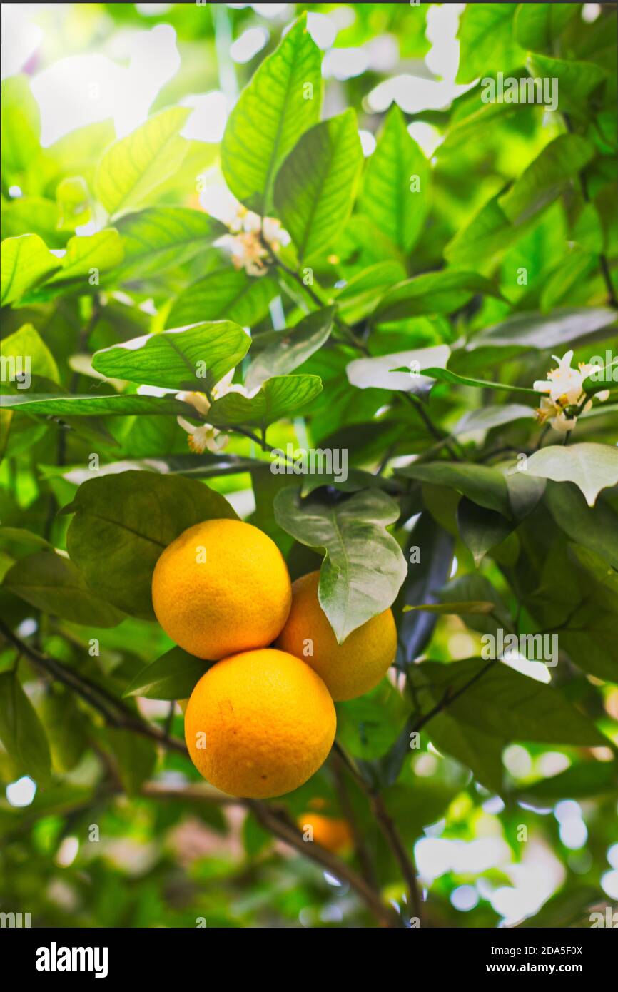 Blooming tree of grapefruit with fruits hanging on branches, day light ...