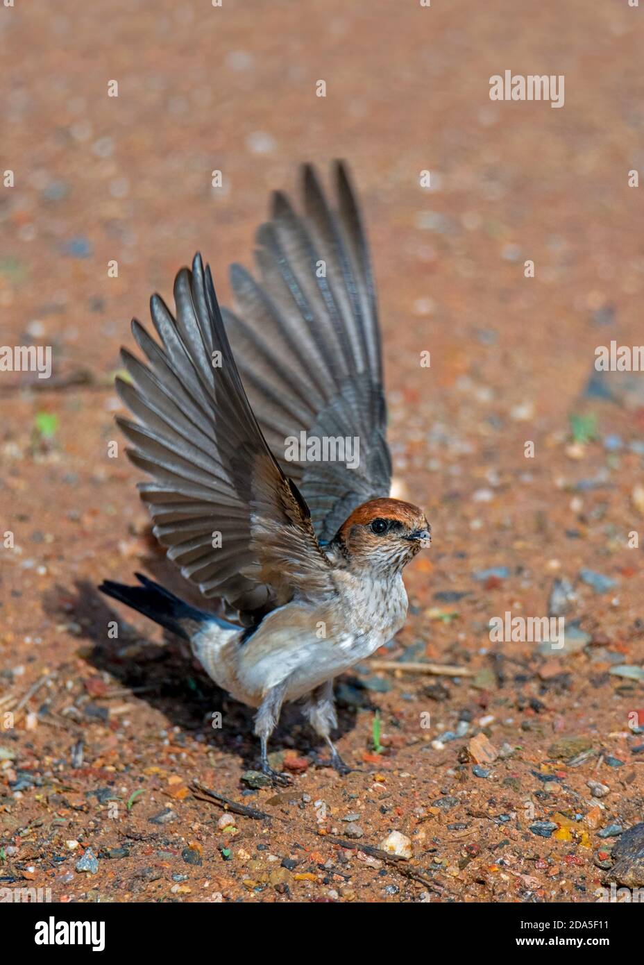 Ariel martin hi-res stock photography and images - Alamy