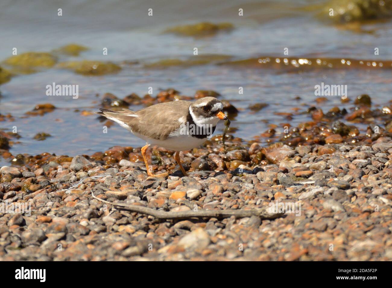 Ringed Plover eating an aquatic worm on the edge of a pebble beach ...
