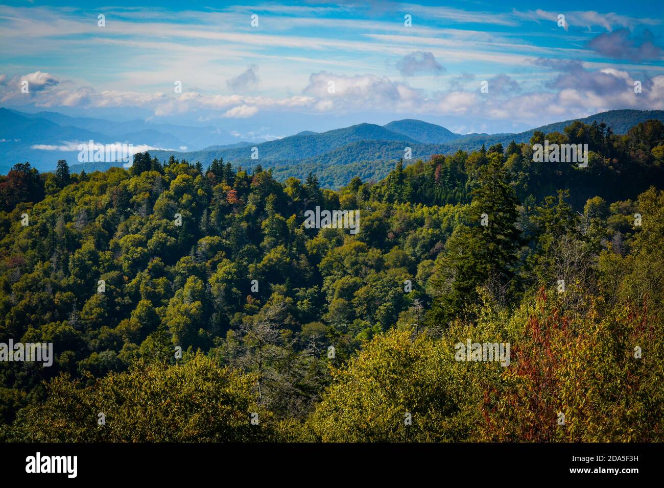 Hikes in forests hi-res stock photography and images - Alamy