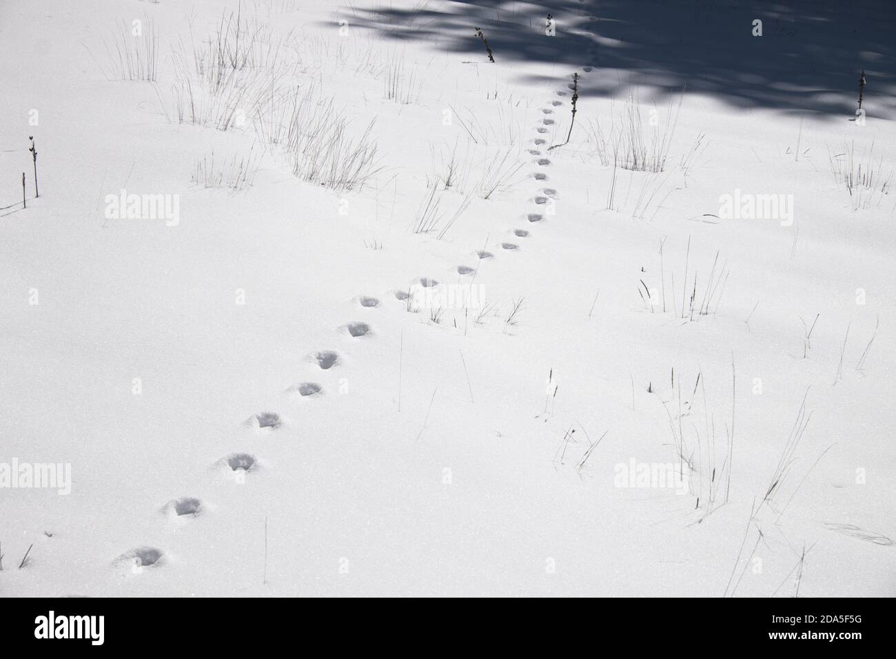 Rabbit footprint hi-res stock photography and images - Alamy
