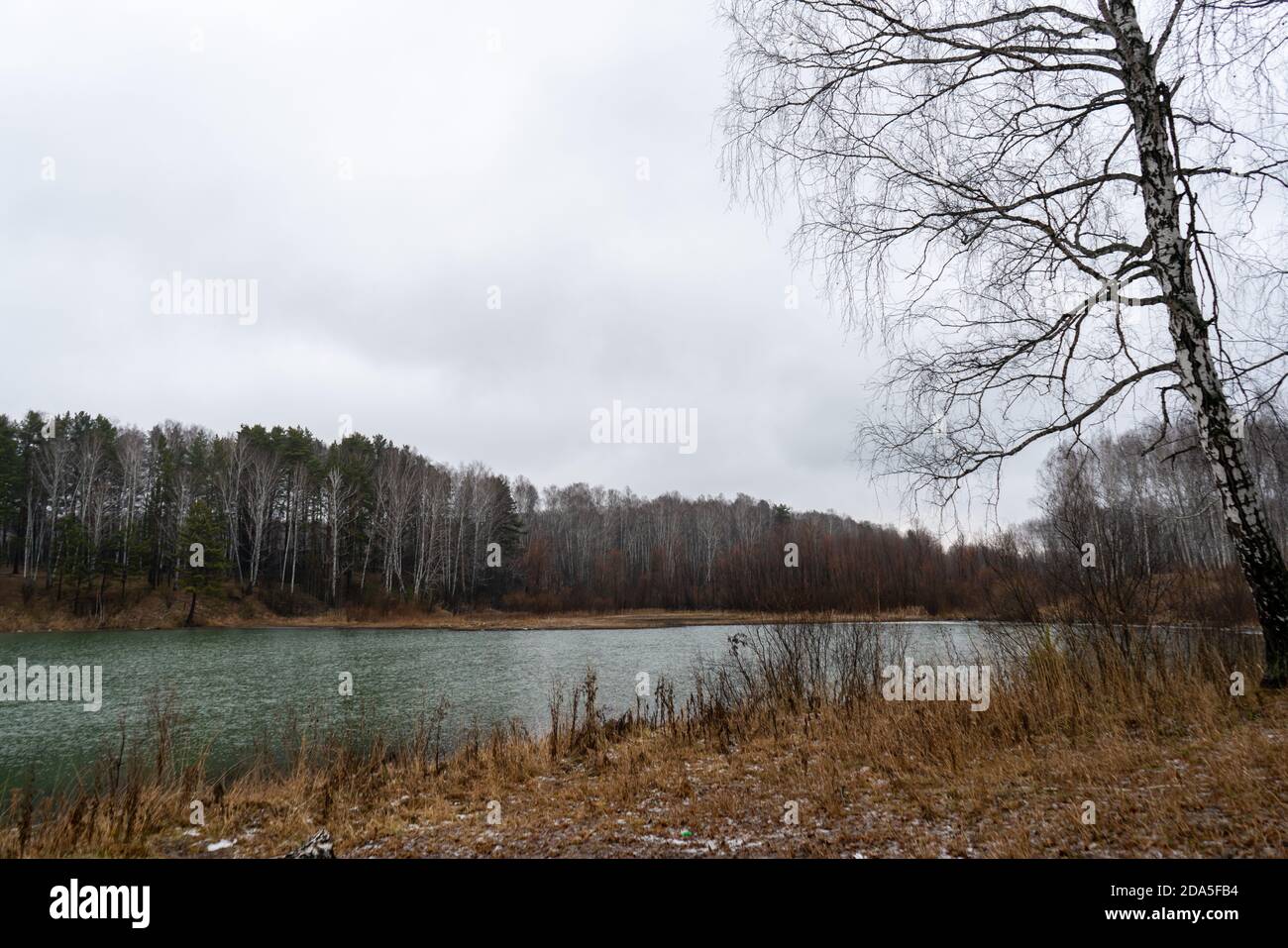 Trees forest autumn rain hi-res stock photography and images - Alamy