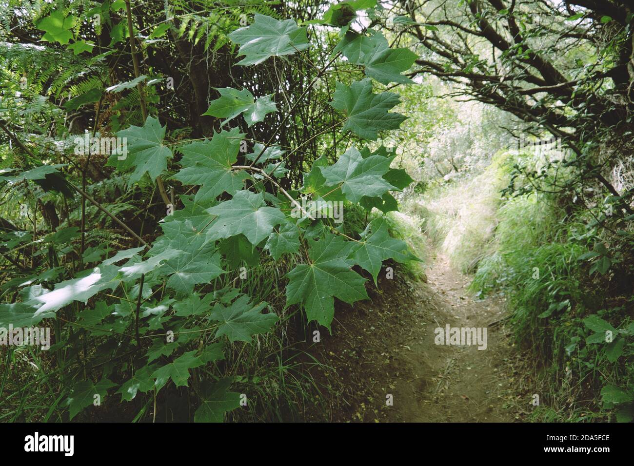 hiking trail trough dense vegetation in Etna Park, Sicily Stock Photo ...