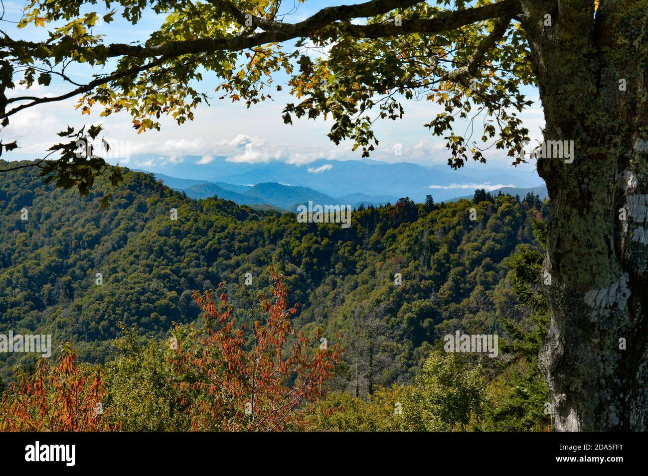 Oak tree frames Vista overlooking a dense forest ridge in early fall ...